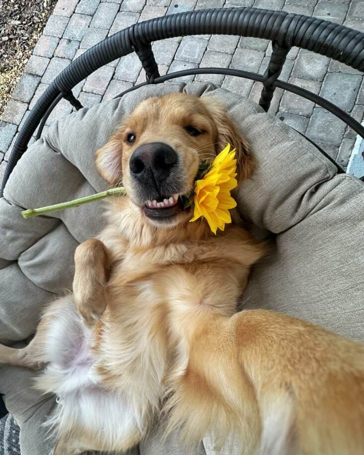 35 Of The Goodest Dogs Rated By "We Rate Dogs"