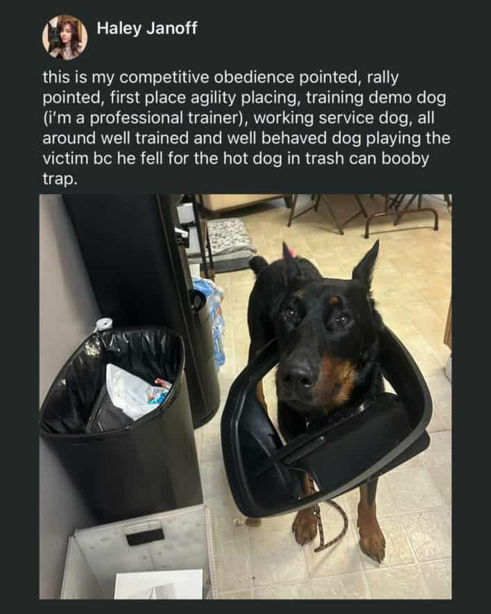 30 Of The Goodest Dogs Rated By "We Rate Dogs"