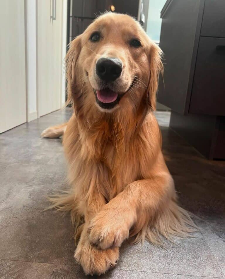 30 Of The Goodest Dogs Rated By "We Rate Dogs"