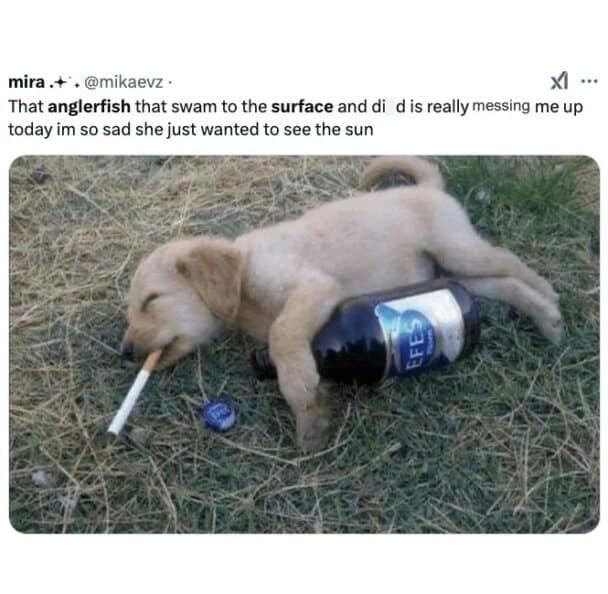 21 Teary-Eyed Memes About The Anglerfish Who Mysteriously Swam To ...