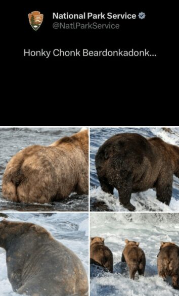 35 Funniest Bear Memes To Keep You Warm With Laughter Through Hibernation