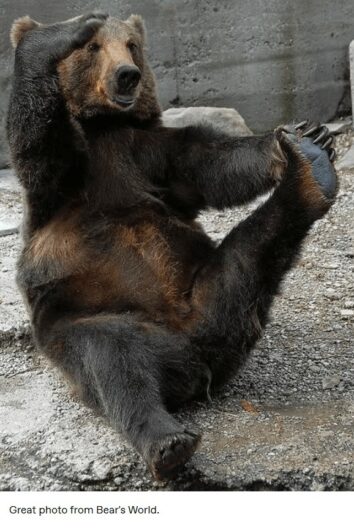 35 Funniest Bear Memes To Keep You Warm With Laughter Through Hibernation