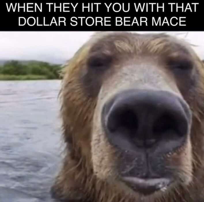 35 Funniest Bear Memes To Keep You Warm With Laughter Through Hibernation