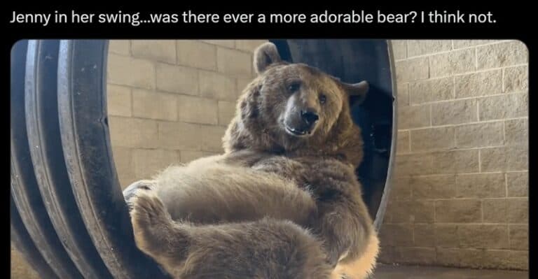 35 Funniest Bear Memes To Keep You Warm With Laughter Through Hibernation