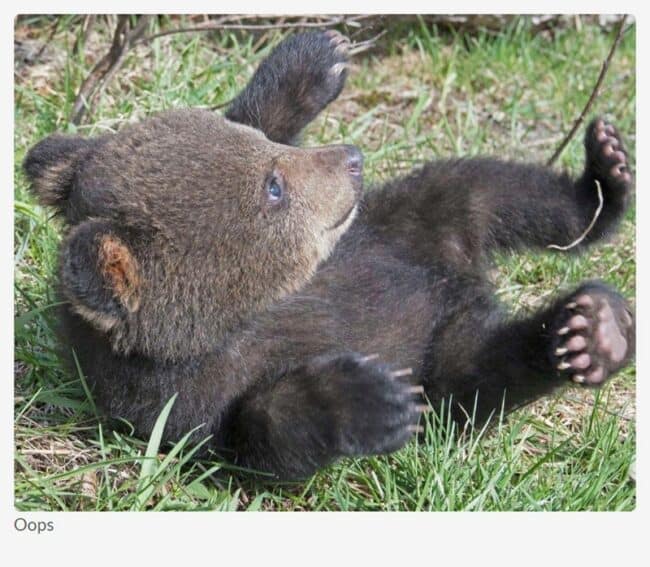 35 Funniest Bear Memes To Keep You Warm With Laughter Through Hibernation