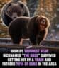 35 Funniest Bear Memes To Keep You Warm With Laughter Through Hibernation