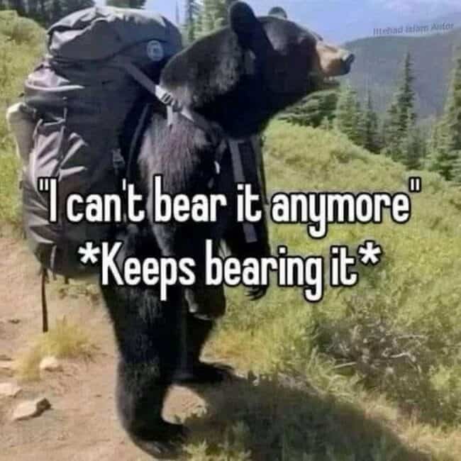 35 Funniest Bear Memes To Keep You Warm With Laughter Through Hibernation