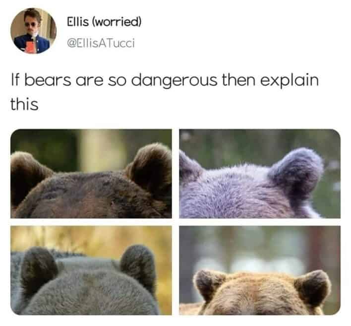 35 Funniest Bear Memes To Keep You Warm With Laughter Through Hibernation