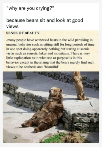 35 Funniest Bear Memes To Keep You Warm With Laughter Through Hibernation