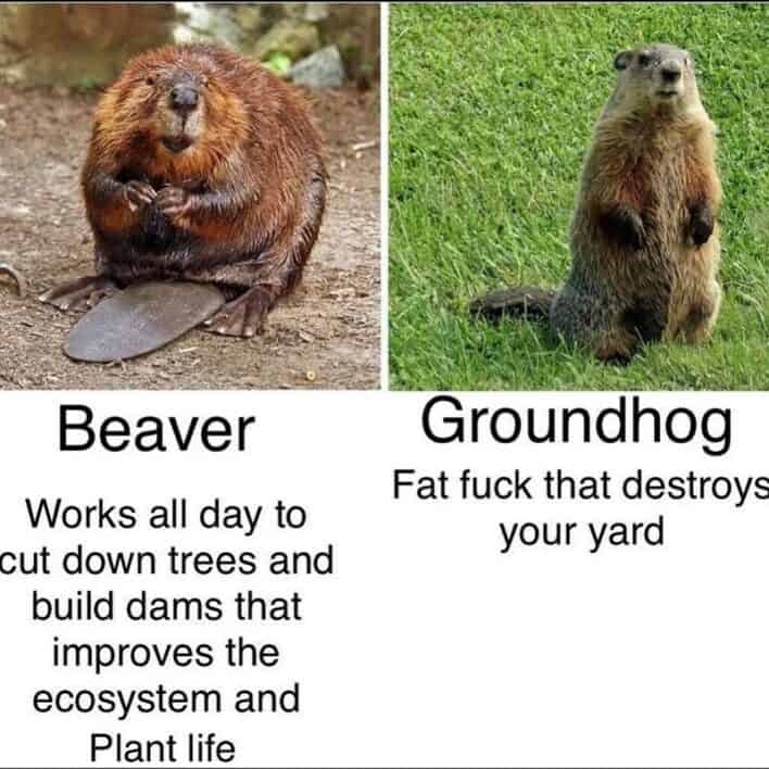 40 Funniest Groundhog Day Memes Punxsutawney Phil Never Saw Coming