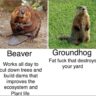 38 Funniest Groundhog Day Memes That Thicc Rat Never Saw Coming