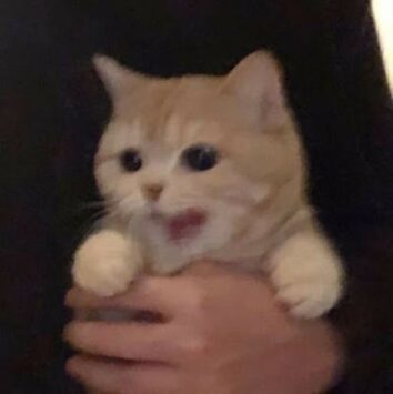 40 Funniest 'No Context Cats' That Say Everything They Need To Say In ...