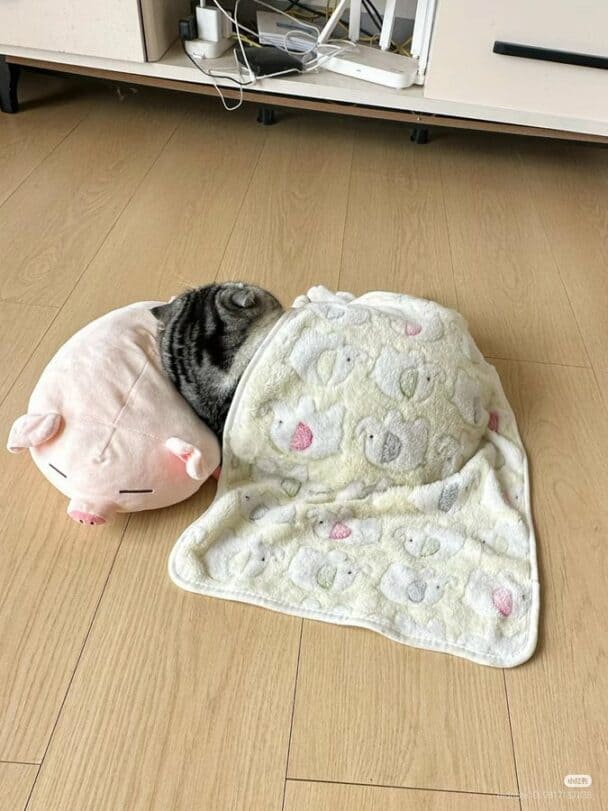 40 Funniest 'No Context Cats' That Say Everything They Need To Say In ...