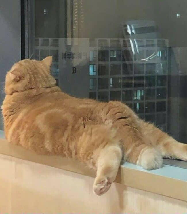 40 Funniest 'No Context Cats' That Say Everything They Need To Say In ...