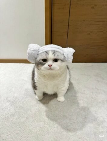 40 Funniest 'No Context Cats' That Say Everything They Need To Say In ...