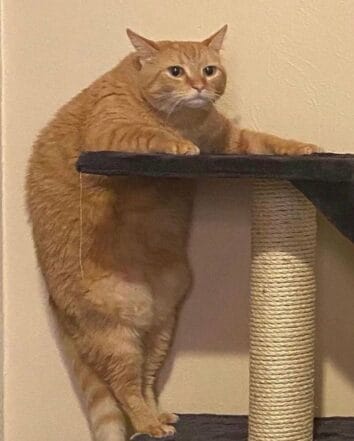 40 Funniest 'No Context Cats' That Say Everything They Need To Say In ...