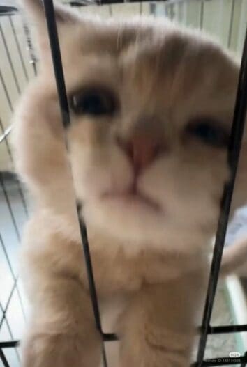 40 Funniest 'No Context Cats' That Say Everything They Need To Say In ...