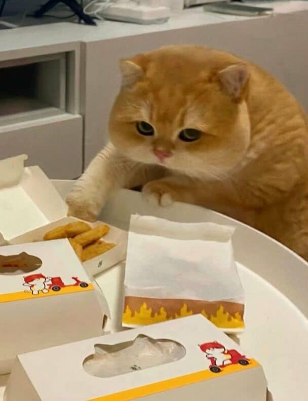 40 Funniest 'No Context Cats' That Say Everything They Need To Say In ...