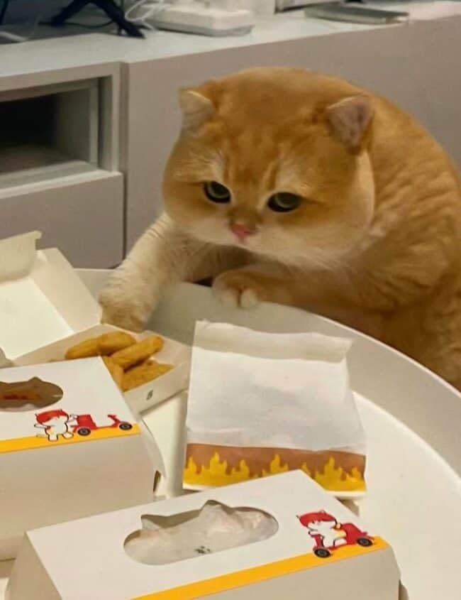40 Funniest 'No Context Cats' That Say Everything They Need To Say In ...