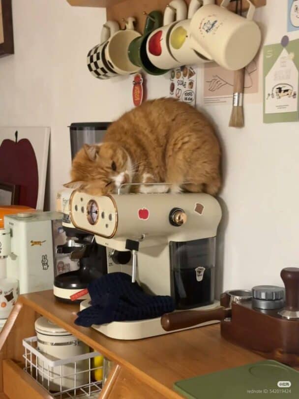 40 Funniest 'No Context Cats' That Say Everything They Need To Say In ...