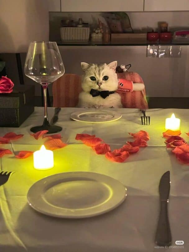 40 Funniest 'No Context Cats' That Say Everything They Need To Say In ...