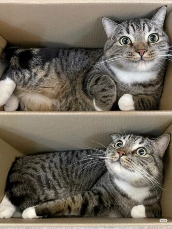 40 Funniest 'No Context Cats' That Say Everything They Need To Say In ...