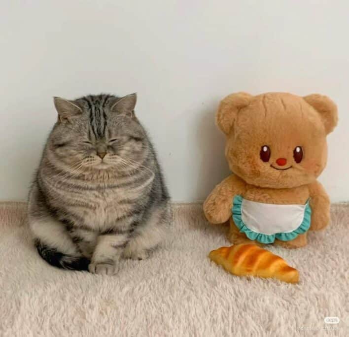 40 Funniest 'No Context Cats' That Say Everything They Need To Say In ...