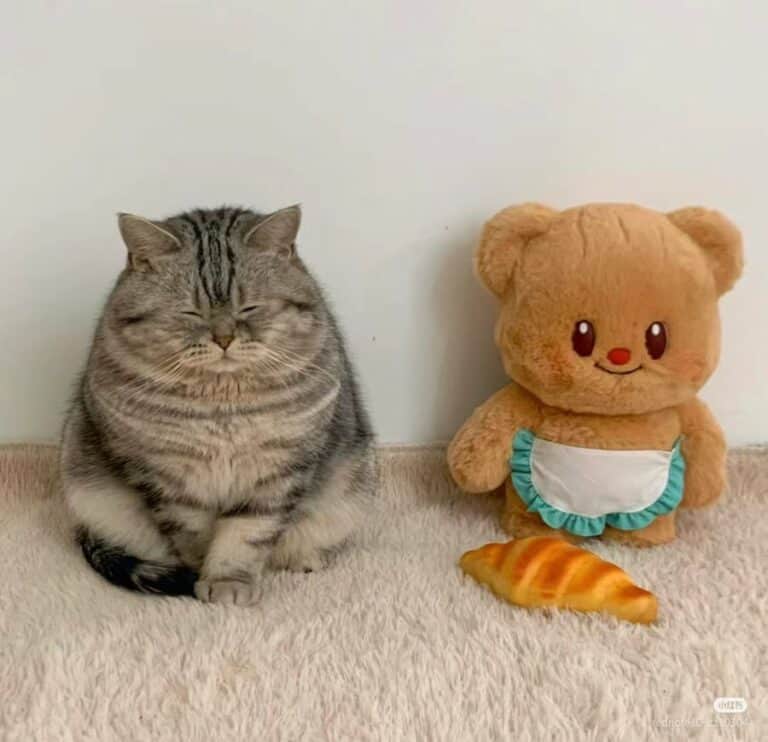 40 Funniest 'No Context Cats' That Say Everything They Need To Say In ...