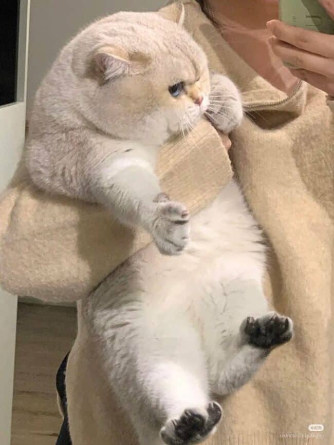 40 Funniest 'No Context Cats' That Say Everything They Need To Say In ...