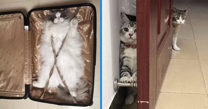 40 Funniest 'No Context Cats' That Say Everything They Need To Say In ...
