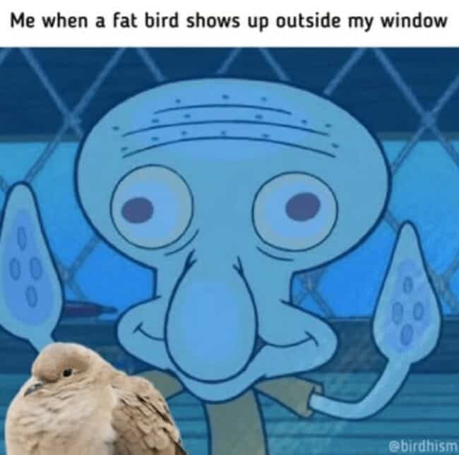 40 Funny Birdwatcher Memes For The Hawk Gawkers And Peep Peepers