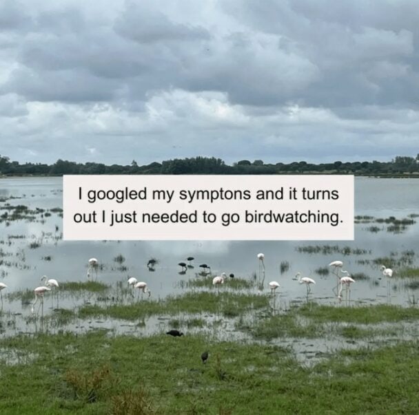 40 Funny Birdwatcher Memes For The Hawk Gawkers And Peep Peepers