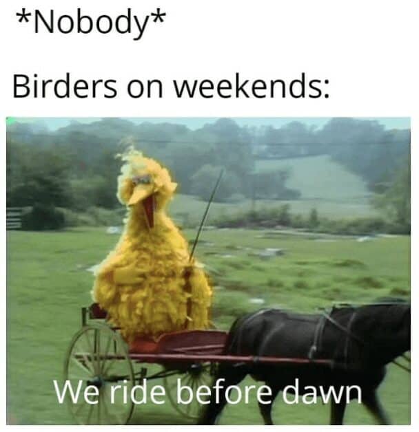40 Funny Birdwatcher Memes For The Hawk Gawkers And Peep Peepers