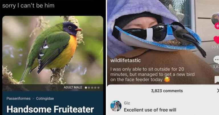 40 Funny Birdwatcher Memes For The Hawk Gawkers And Peep Peepers
