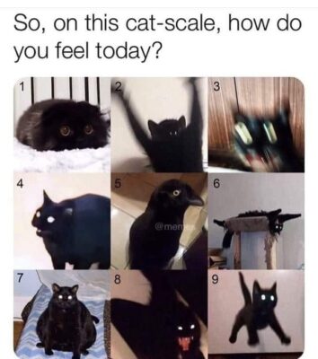 50 Hissterically Funny Cat Memes That’ll Leave You Feline Fine ...