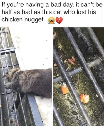 30+ Funny Chicken Nugget Memes That Hit Harder Than A Late-Night ...