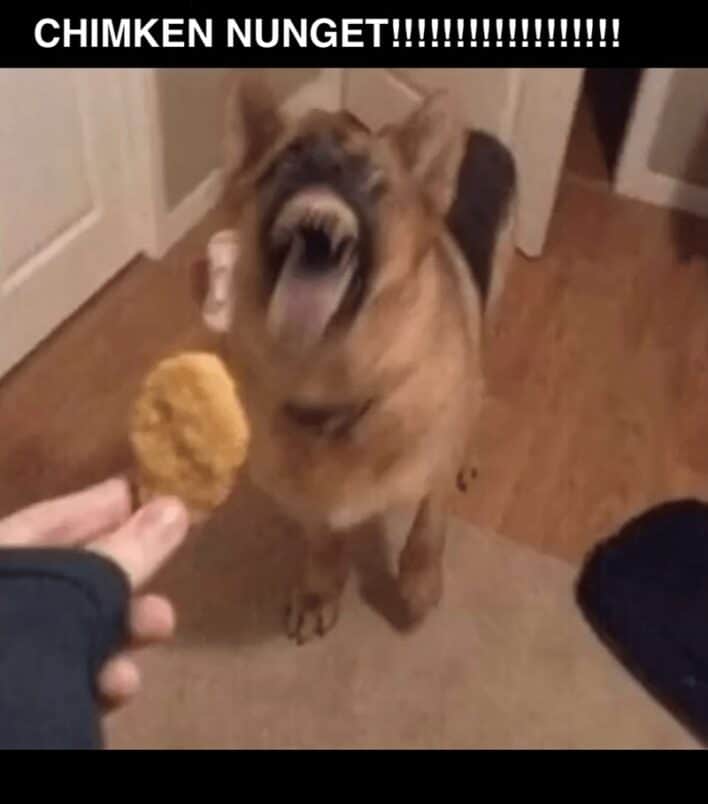 42 Funny Chicken Nugget Memes Fresh Out Of The Internet Fryer