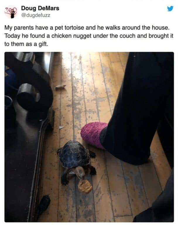 42 Funny Chicken Nugget Memes Fresh Out Of The Internet Fryer