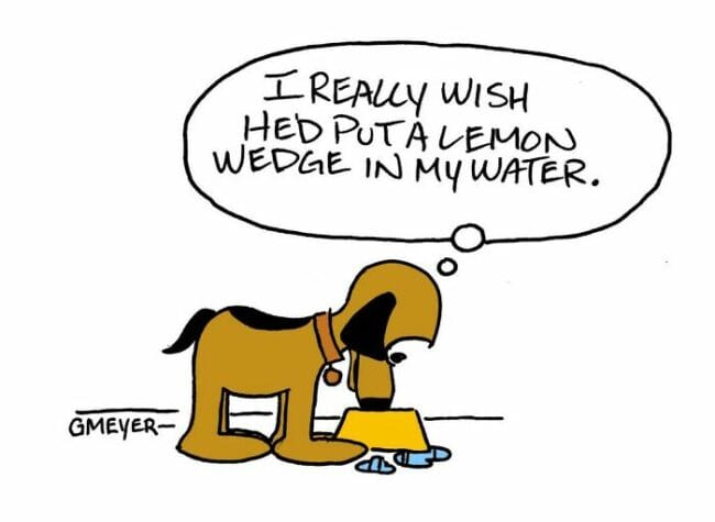 45 Funny Dog Comics That Perfectly Capture The Chaos Of Owning A Pup By ...