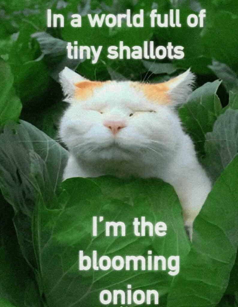 29 Funny Memes For Onion Lovers That Will Have You Crying With Laughter