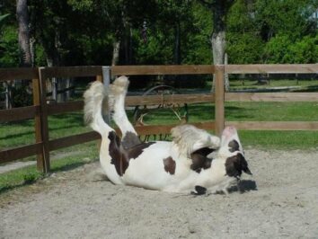 50 Hilarious No Context Horse Pictures That'll Make You Yay Instead Of ...