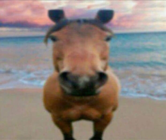 50 Hilarious No Context Horse Pictures That'll Make You Yay Instead Of ...