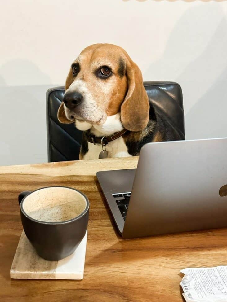 45+ Grumpy Animal Memes From Critters Who Are Mad The Weekend Is Over