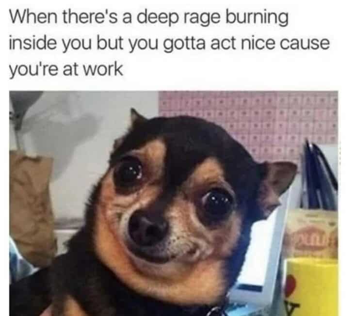 45+ Grumpy Animal Memes From Critters Who Are Mad The Weekend Is Over