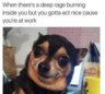 45+ Grumpy Animal Memes From Critters Who Are Mad The Weekend Is Over