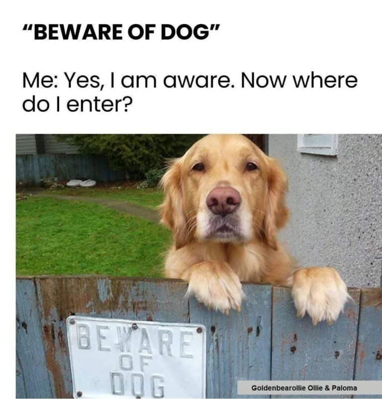 48 Funny Dog Memes That’ll Have You Howling With Laughter (March 29, 2025)