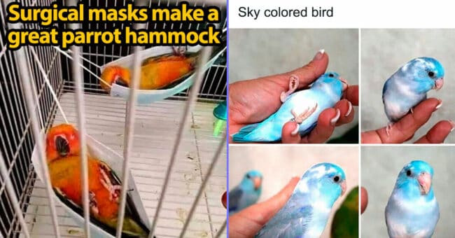45 Funniest Bird Memes Will Have You Squawking With Laughter