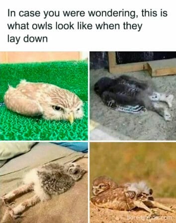 45 Funniest Bird Memes Will Have You Squawking With Laughter