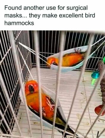 45 Funniest Bird Memes Will Have You Squawking With Laughter