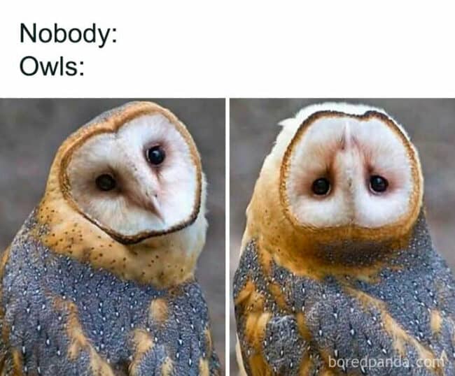45 Funniest Bird Memes Will Have You Squawking With Laughter